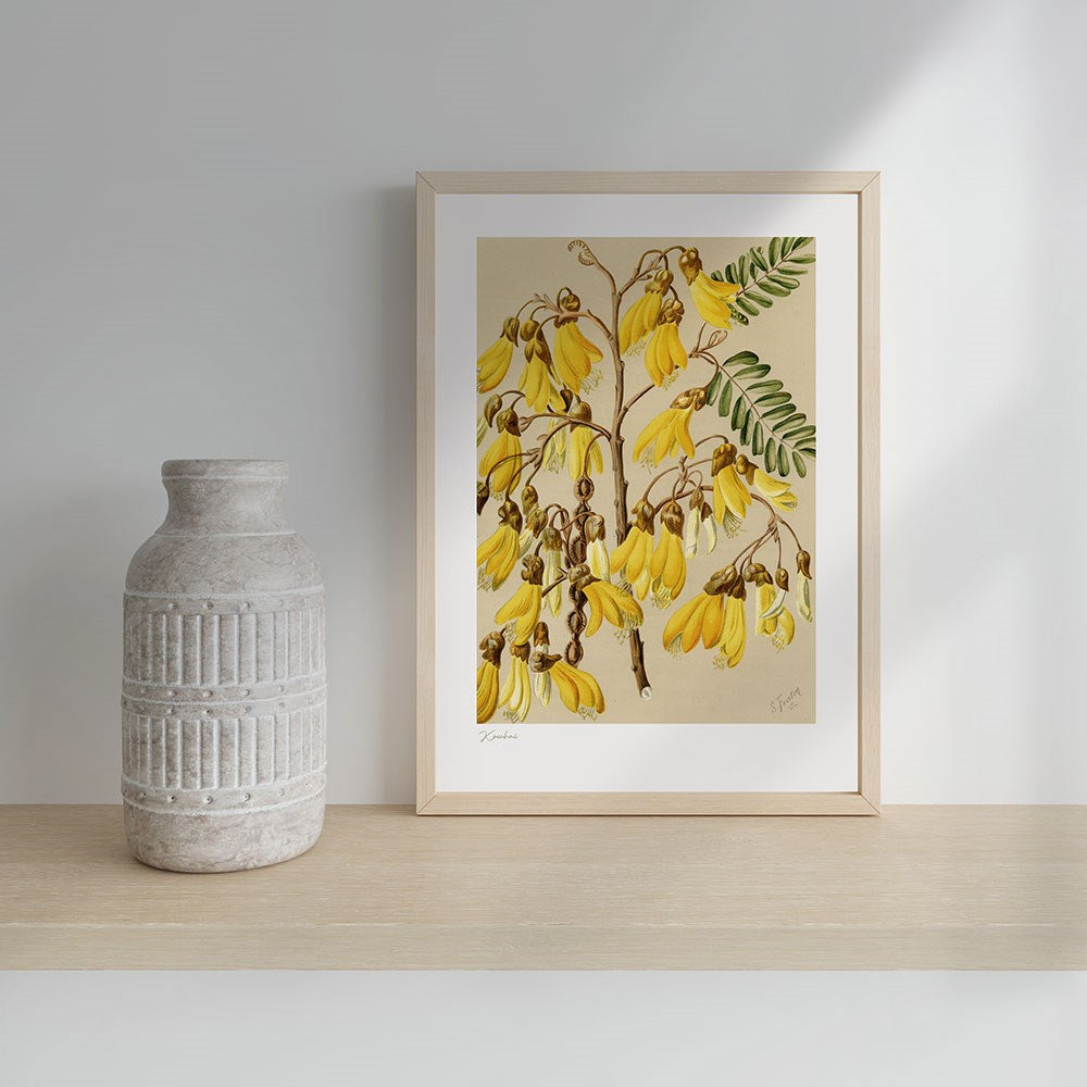 Botanical Illustration Kowhai Print – 100% NZ