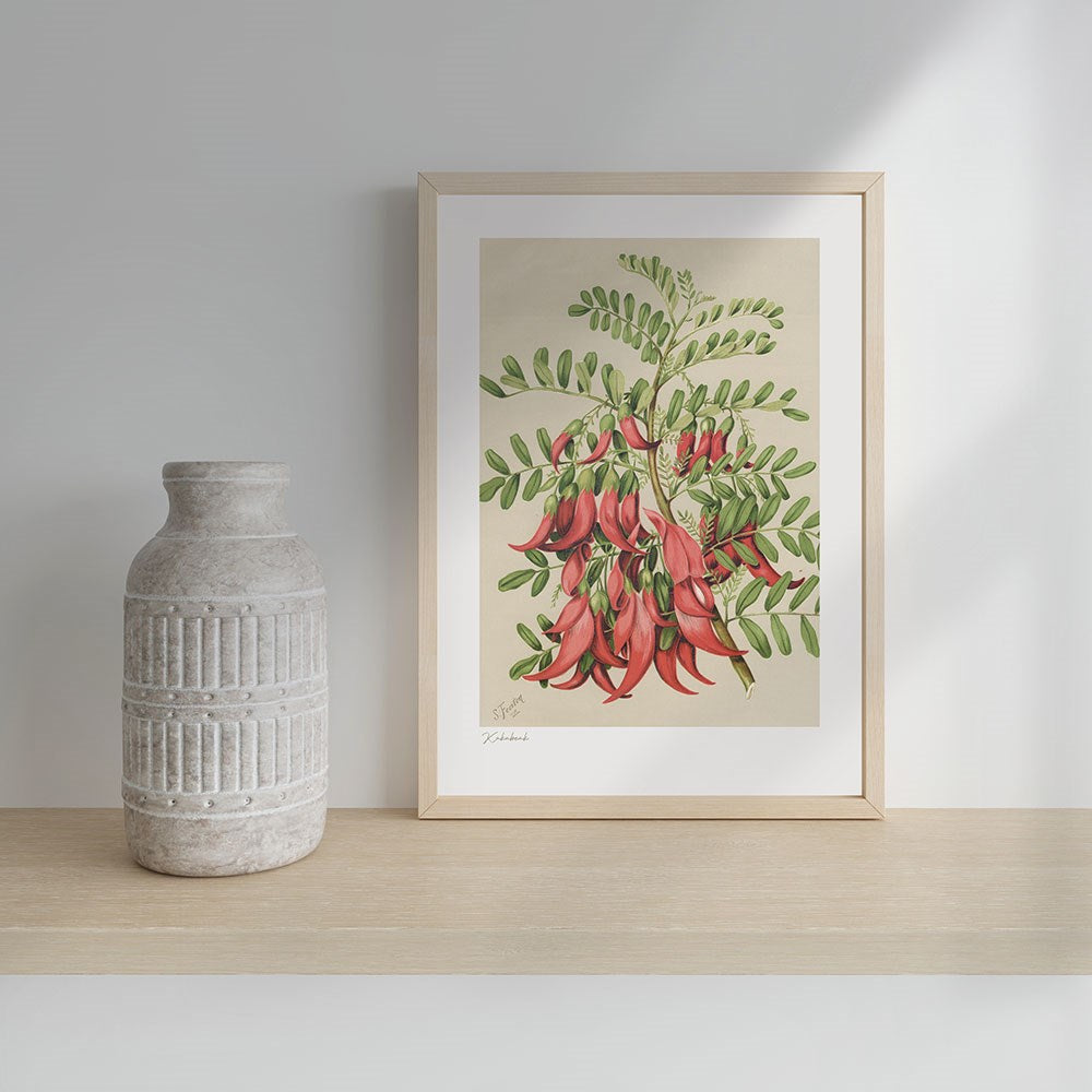 Botanical Illustration Kakabeak Print – 100% NZ